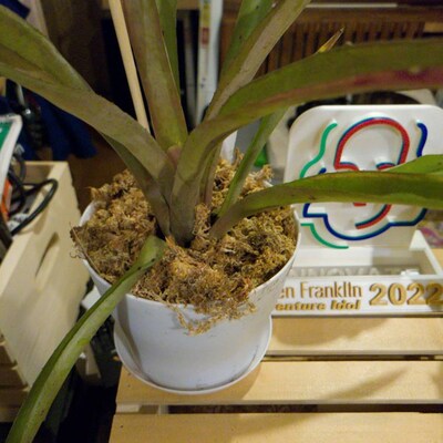 Neoregelia Sheba Bromeliad Offset for Shade or SUN - Etsy