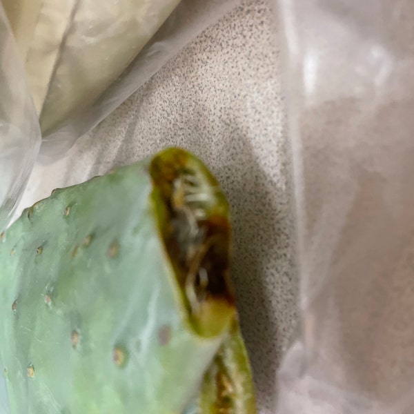 3 Small PADS! Spineless Thornless Edible Nopales Prickly Pear Cactus ...
