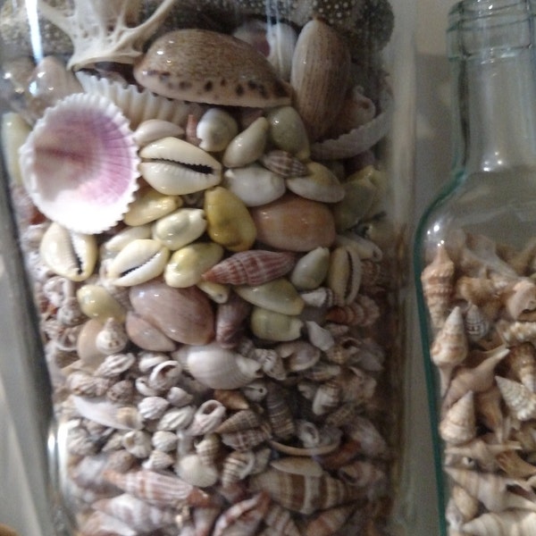 Beach Decor, Seashells, Shells, Bulk Shells, Craft Shells, Tiny Shells ...