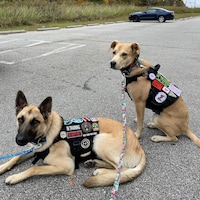 Merit & Demerit Adult BADGES PATCHES for Home Riders High - Etsy Canada