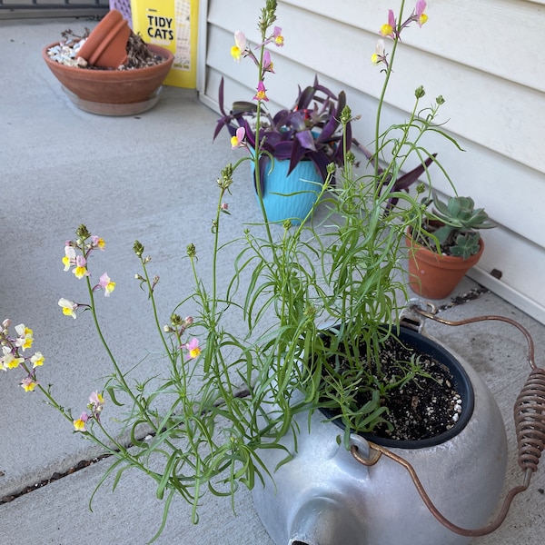 Baby Snapdragon (toadflax) Flower Seeds - Heirloom Seeds, Spurred ...