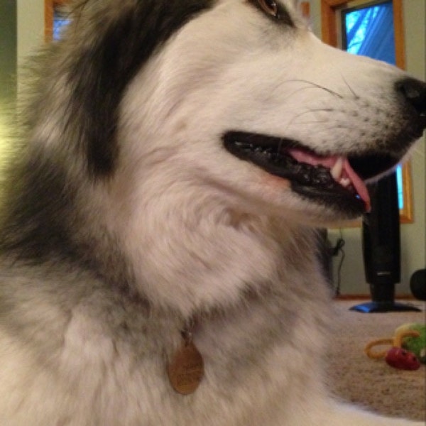 Custom Handstamped Dog/pet ID Tag-the Ruby - Etsy