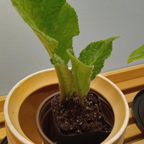 Athens Blue Princess Glory Bush Plant~~tibouchina Urvilleana~small ...