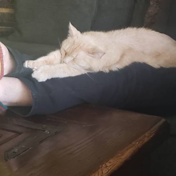 Freespirit Cheer Medallions in Blue, From the Winterland Collection by ...