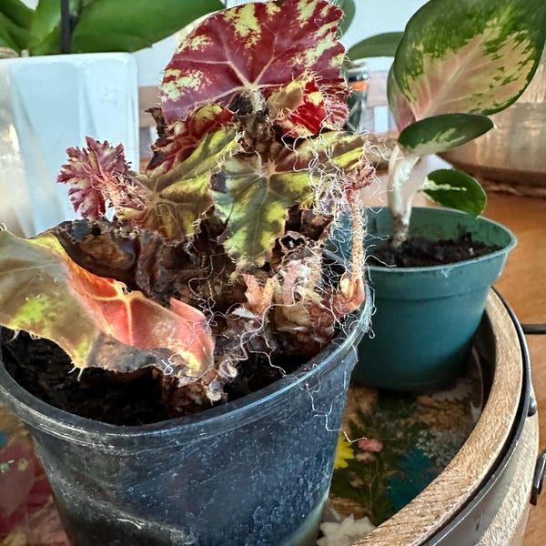Hunter's Venom African Violet Live Plant, Young Starter in a 4" Pot ...