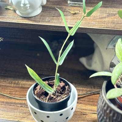 4 Spider Man Monstera Amydrium Medium Silver - Etsy
