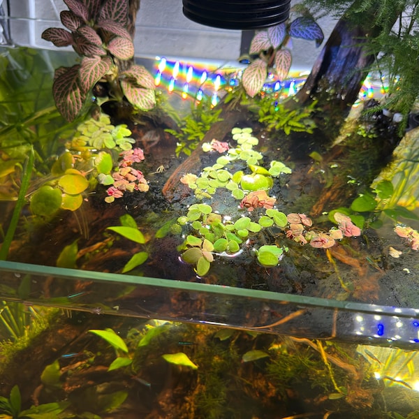 10 Giant Catappa Indian Almond Aquarium Leaves Dried/prepared for Live ...