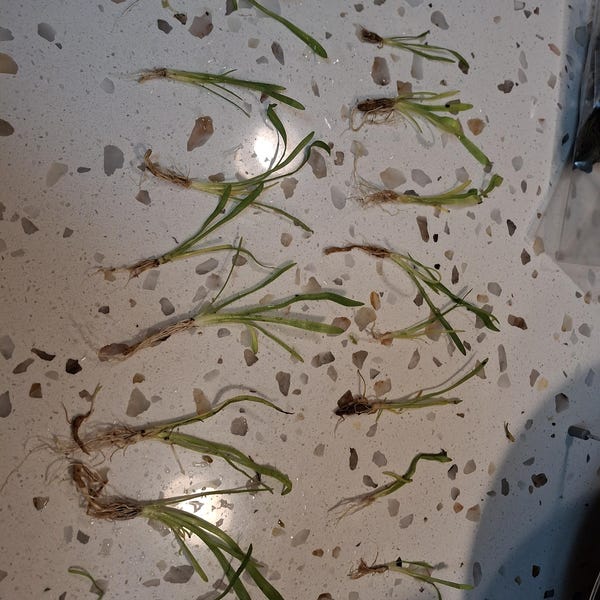 BUY2GET1FREE Java Moss, Bogor Moss Aquarium Plant Easy Aquarium Plant ...