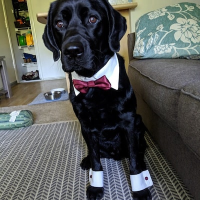 Dog Cuffs Custom Dog Tuxedo Cuffs for Wedding Dog Wedding - Etsy