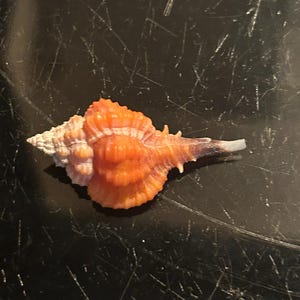 Spiny Jewel Box Sea Shells Hinged (2 Pieces) Sea Shells, Florida ...