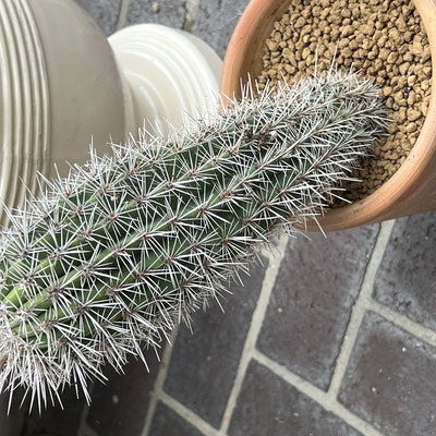 Sempervivum Arachnoideum leucanthemum Cactus. Cobweb, Houseleek ...