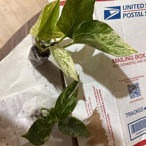 Aglaonema Ruby Ray 2” Plant **(ALL Plants Require You to Purchase ANY 2 ...