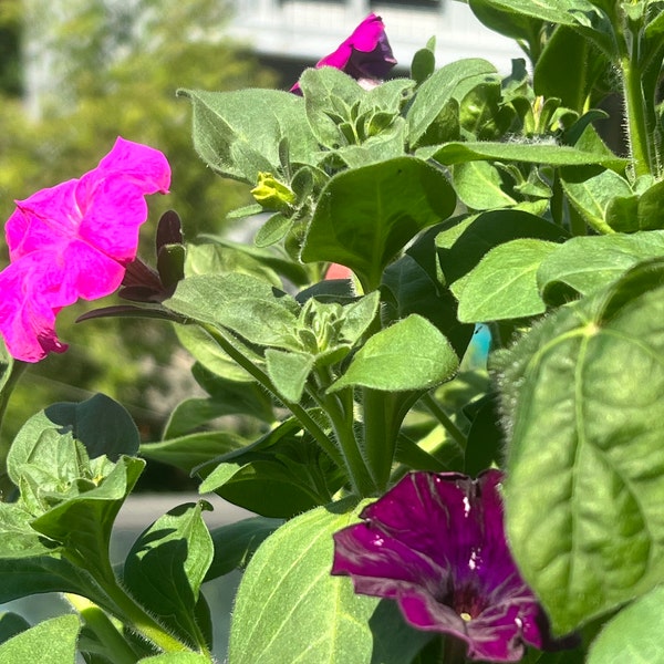 PERENNIAL | Hollyhock CHATER'S Double Triumph Mix | 20 Seeds | Althea ...