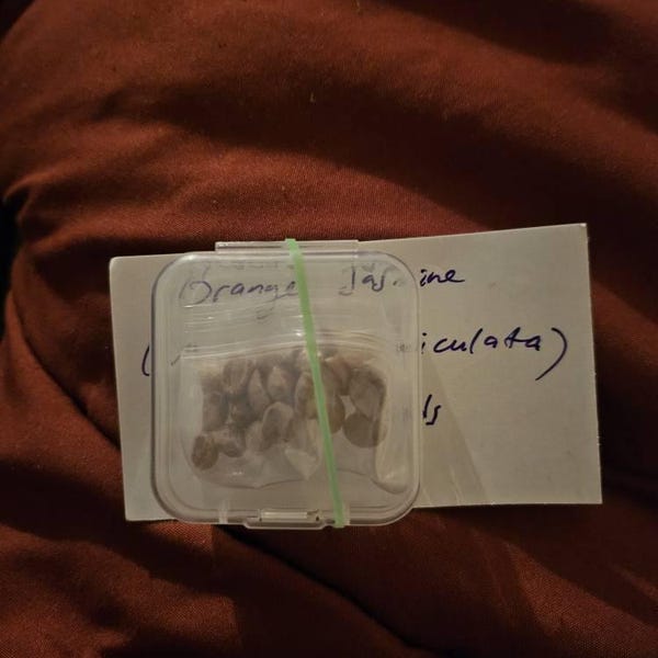 20+ Prickly Pear Seeds Cactus Fruit Seeds Cactus Opuntia Seeds Edible ...