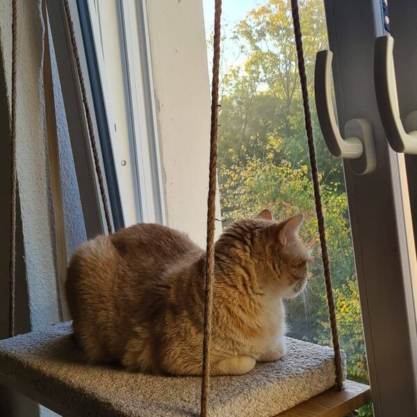 Cat Window Perch, Cat Hammock, Light Oak, Cat Window Bed, Wood Cat ...