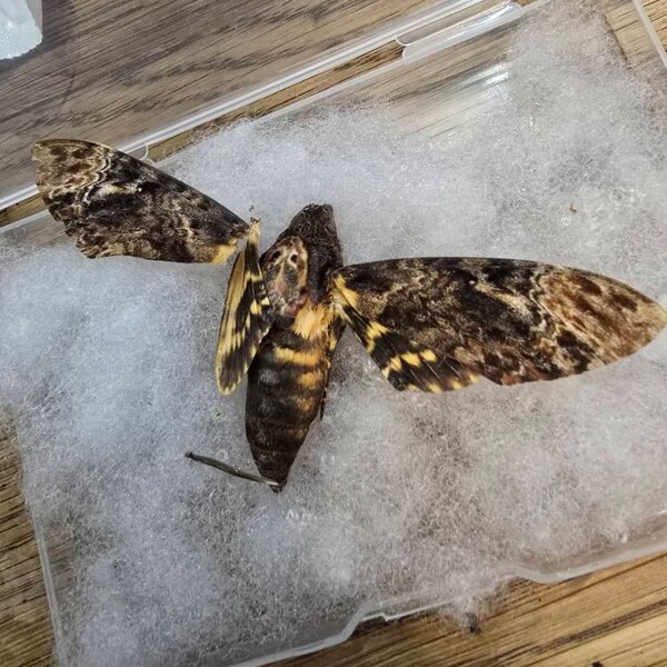 Beautiful Real Moth Specimens Unspread Insect Bug Taxidermy Craft-ready ...