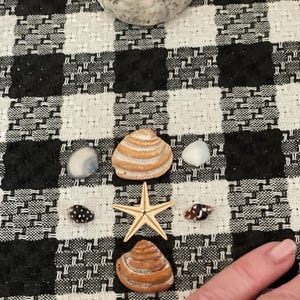 Pawleys Island Shells | Imperial Venus Clam | 1 Piece | Shells to ...