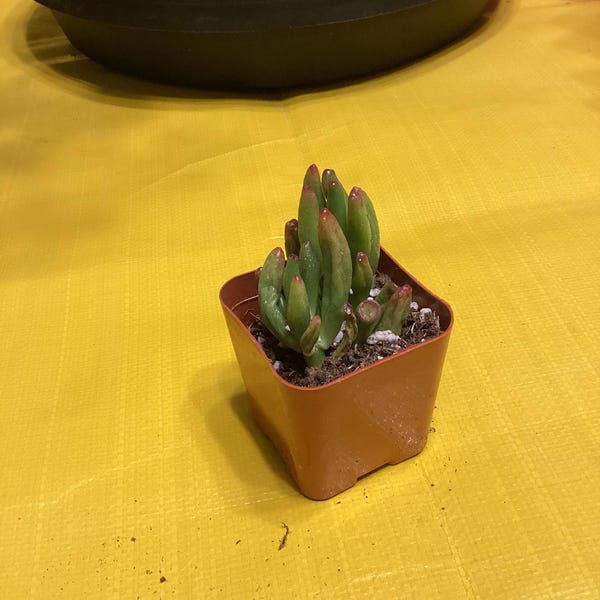 Sedum Dasyphyllum Major Blue Tears Sedum Live Succulent Plants 2 4 6 ...