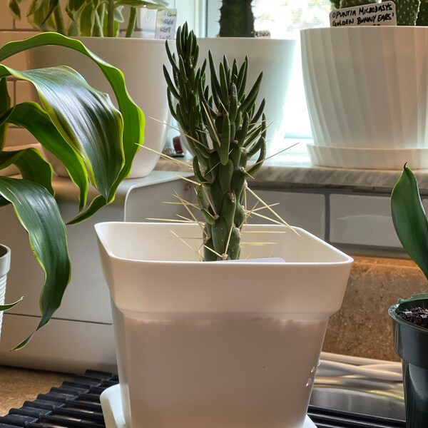 Austrocylindropuntia Subulata, Eve's Pin, Cactus, Succulent, Live Plant ...