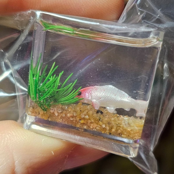 2pcs Set Mini Dollar Store Super Cute Mini Tiny Coffee Cups Miniature ...