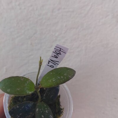 Rare Epipremnum Aureum/ Poosin New Manjula Mutant , Highly Var Rare ...