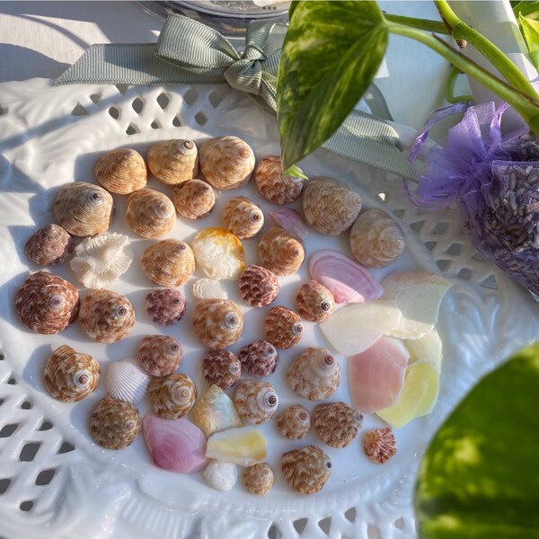 25 Beautiful Pink Rose Petal Tellin Shells - Etsy