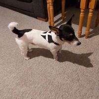 Boxed Set of Cornish Christmas Tree Decorations - Etsy UK