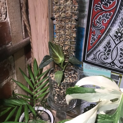 Sansevieria Cylindrica Rocket Snake Plant 6cm - Etsy UK