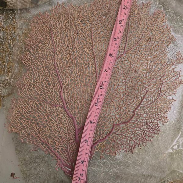 1-1.5 Babylonia Areolata Spotted Seashells YOU PICK QUANTITY Small ...