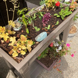 Arrowhead Houseplant Syngonium - Etsy