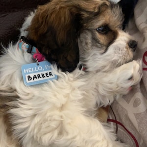 Custom Pet Tag for Dogs and Cats Personalized Weiner Hot Dog Tag Pet ID ...