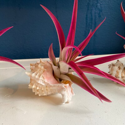 SINGLE Pink Murex 3-4 Sea Shell, Coastal, Beach, Ocean Wholesale, Air ...