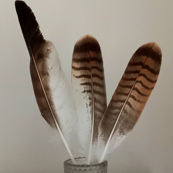 One Hawk Feather, Buzzard Feather, Raptor Bird of Prey Wing Feather ...