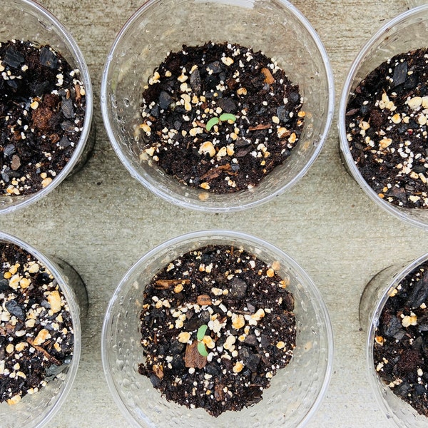 Telegraph Plant Seeds ~codariocalyx Motorius~ Fascinating "moving ...