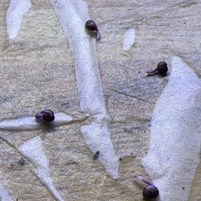 Count Dracula Vampire Pepper Premium Seed Packet - Etsy