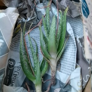 Zone 8 Plant, XL Agave Americana 'marginata' Variegated Century Plant ...