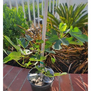 Sweetheart Blueberry Bush - Vaccinium 'sweetheart' 1 to 2 Feet Tall ...