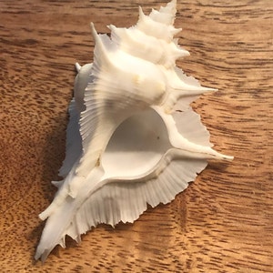 Cebu Beauty Snail Shells 1/23/4jewelry Seashell | Etsy