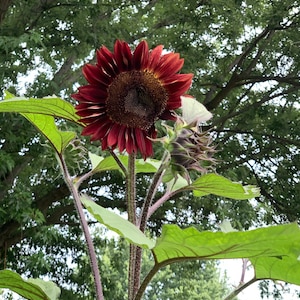 Gypsy Charmer Sunflower Seeds Tricolor 4-6' Branching - Etsy