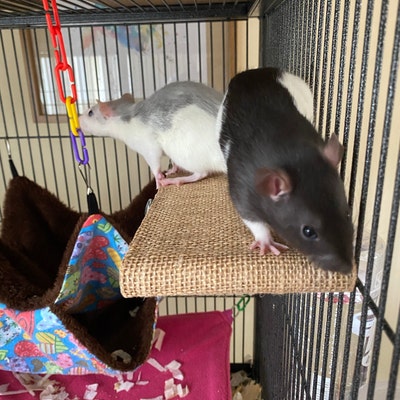 Pumice on a String Small Pet Pumice Chew for Degus Rats - Etsy