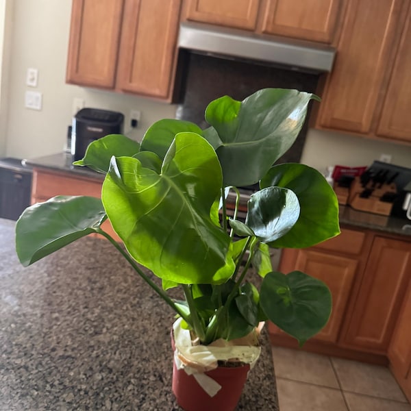 Large Devils Ivy ,golden Pothos 6inch (green Pot) Super Full Tropical ...