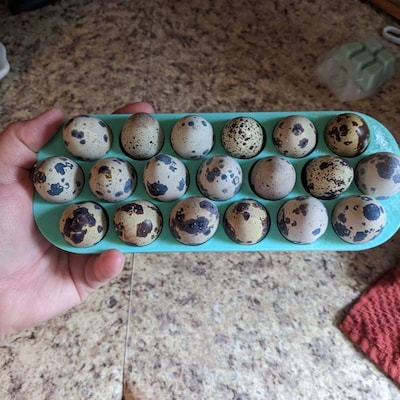 Mini Crates With Flexible Quail Egg Trays L Modern Fresh Egg Storage ...