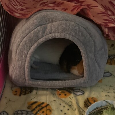 Large Fleece Coffin Bed, Drac Inspired Design, Halloween Pet Bed, Cat ...