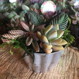 Live Succulent Arrangement in Two-tone Ceramic Bowl Succulent | Etsy