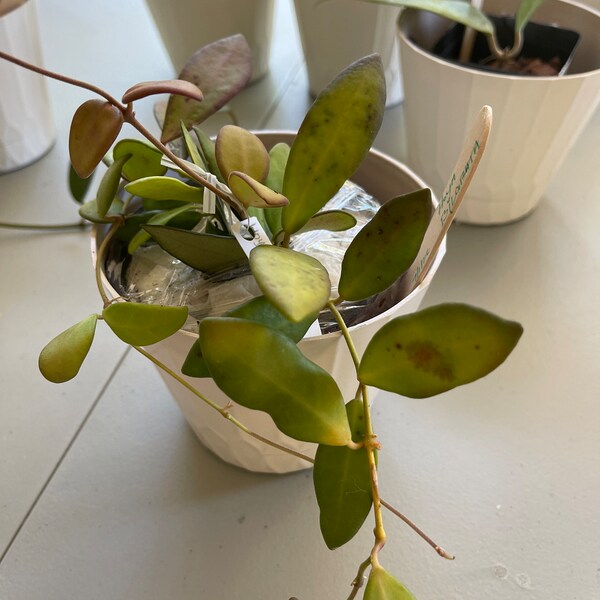 Hoya Bilobata Live Plant - Etsy