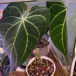 Anthurium 'cay Cee' Magnificum X Greige 327 - Etsy
