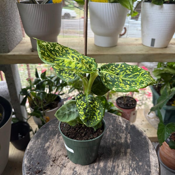3” Sooo (TM) Silver Scindapsus Plant Pot - NEW CULTIVAR - Lush ...