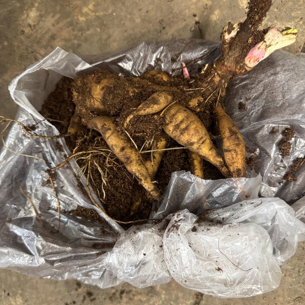 3 Musa ‘poquito’ Banana Tree/ Banana Tree in 4 Inch Cups (one Plant per ...