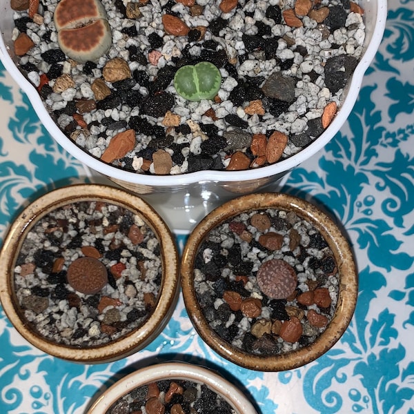 20 Seeds Lithops Aucampiae Mix / Freshly Harvest 20 Premium Quality ...