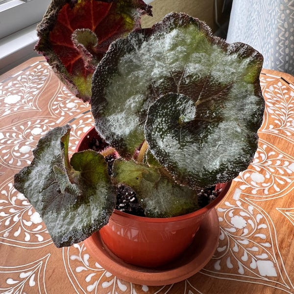 String of Turtles, 4 Inch Hanging Basket, Peperomia Prostrata, Turtle ...